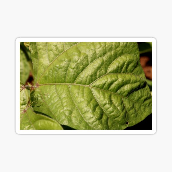 "The Leaf of the Mung Bean Plant." Sticker for Sale by VgBingi | Redbubble