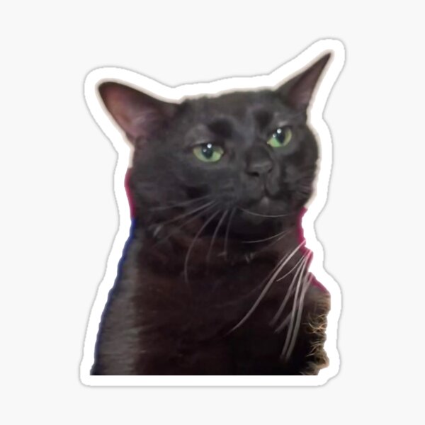  Zoned Out Cat Sticker For Sale By Cameron Bell Redbubble