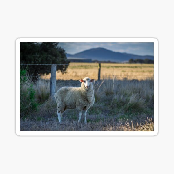 "Sheep" Sticker for Sale by susanzentay | Redbubble