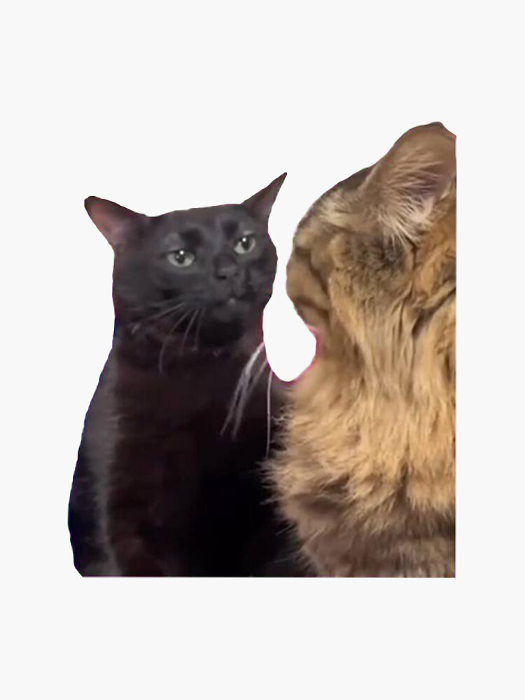  Black Cat Zoning Out Meme Sticker For Sale By Artempa Redbubble