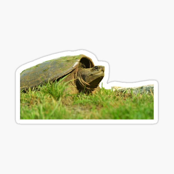 "Snapping Turtle " Sticker for Sale by WWbugsandslugs | Redbubble
