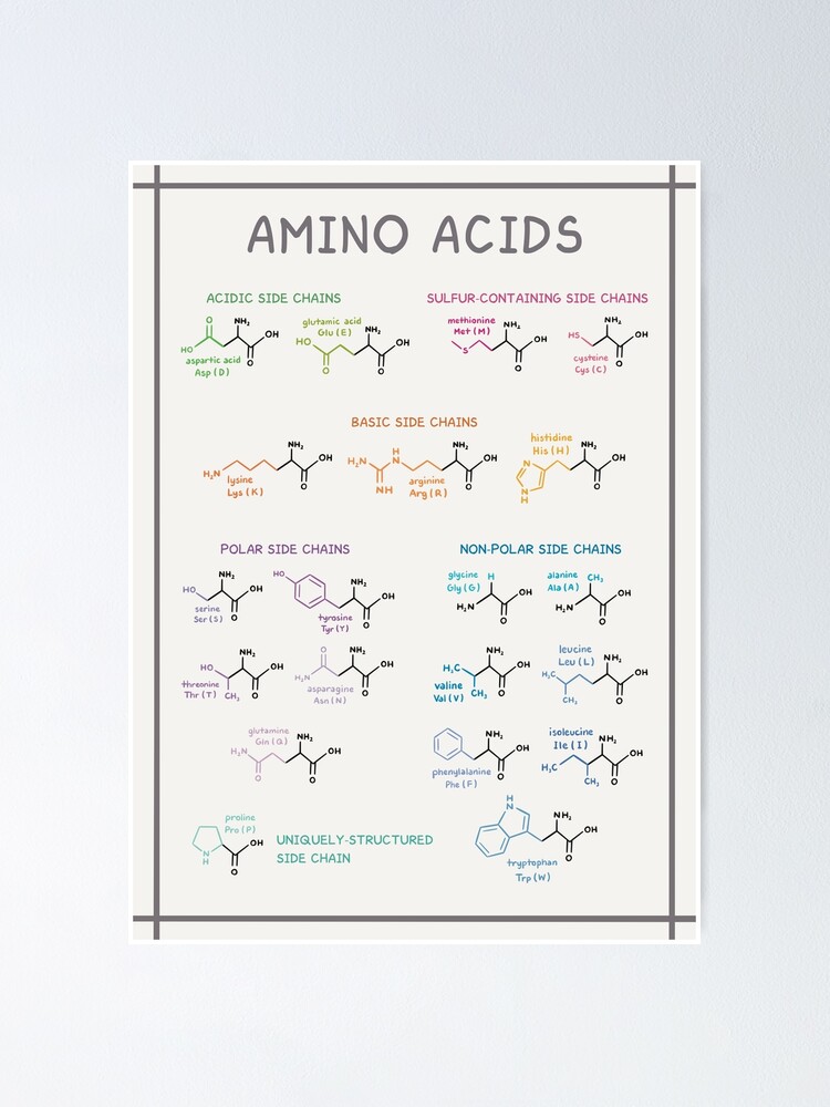 "Amino Acid Groups" Poster for Sale by odetojoieee | Redbubble