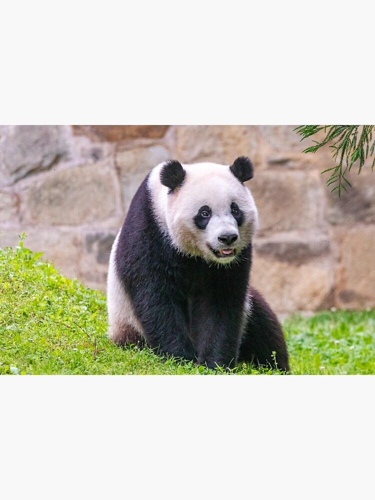 "Giant Panda Xiao Qi Ji at the National Zoo" Sticker for Sale by ...