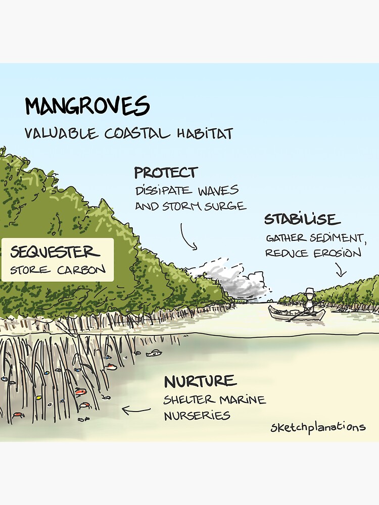 "Mangroves" Sticker for Sale by sketchplanator | Redbubble