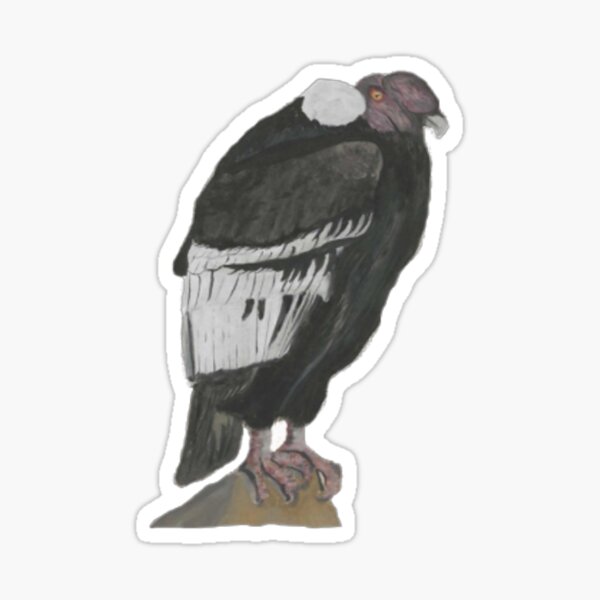 "Andean Condor" Sticker for Sale by kjthurow | Redbubble