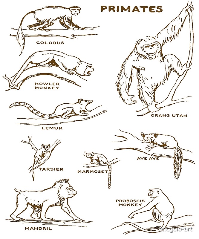 "Primate Education by EncycloArt | Zoology Animal" by encyclo-art ...