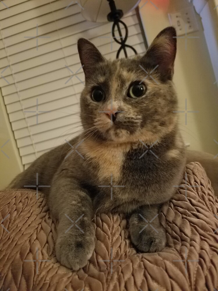 "Owl kitty" Sticker by Zeldamushroom21 | Redbubble