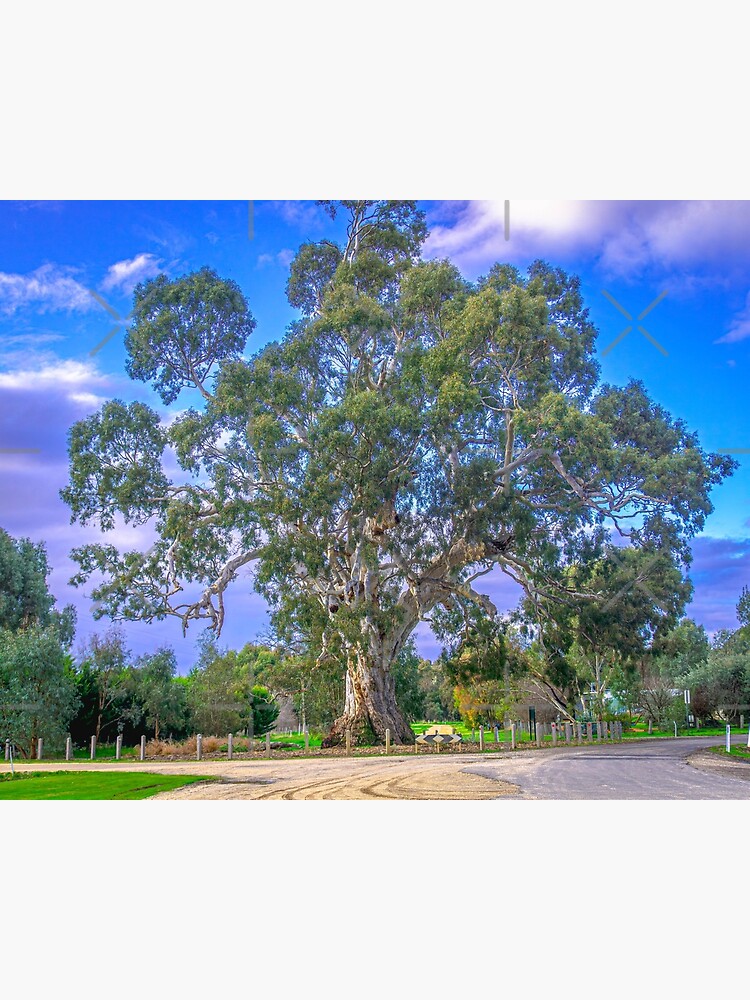 "The Big Old Red Gum Tree in Guildford, Victoria" Poster for Sale by ...