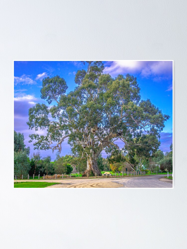 "The Big Old Red Gum Tree in Guildford, Victoria" Poster for Sale by ...