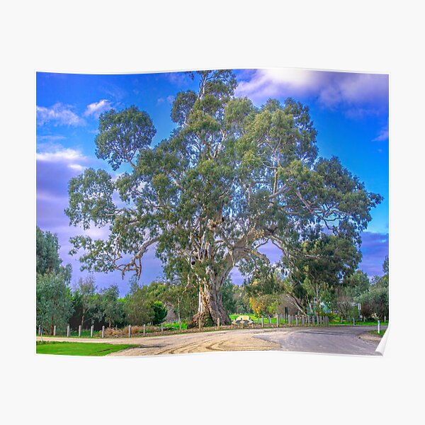 "The Big Old Red Gum Tree in Guildford, Victoria" Poster for Sale by ...