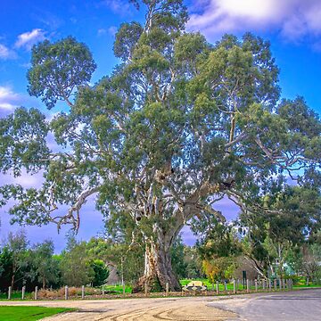 "The Big Old Red Gum Tree in Guildford, Victoria" Poster for Sale by ...
