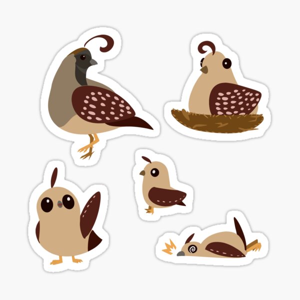 "Quail Family Pack" Sticker for Sale by DomaniMedia | Redbubble