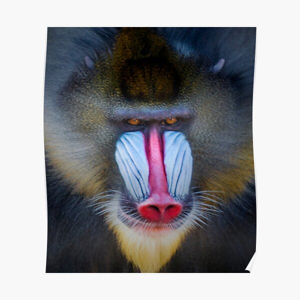 "Zoology - Mandrill Cheeky Little Devil" Poster by AliusImago | Redbubble