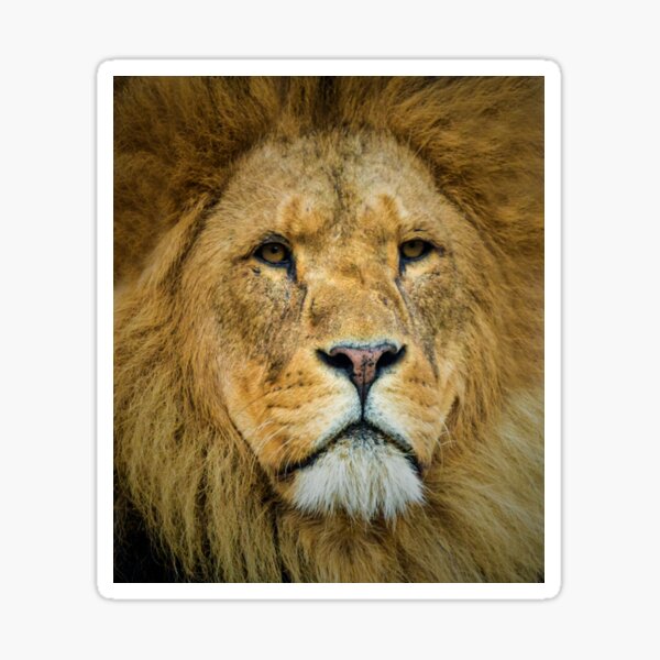 "Zoology - Lion" Sticker for Sale by AliusImago | Redbubble