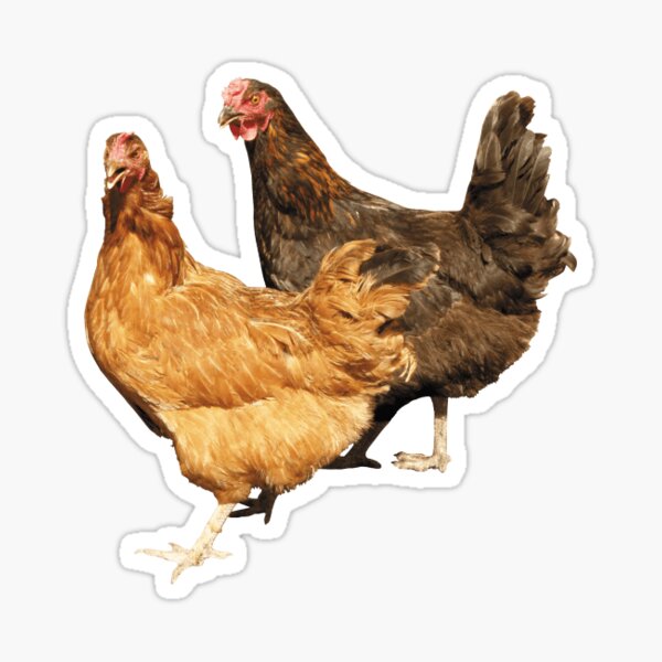 "Chicken chickens chickens" Sticker for Sale by PicsByJamez | Redbubble