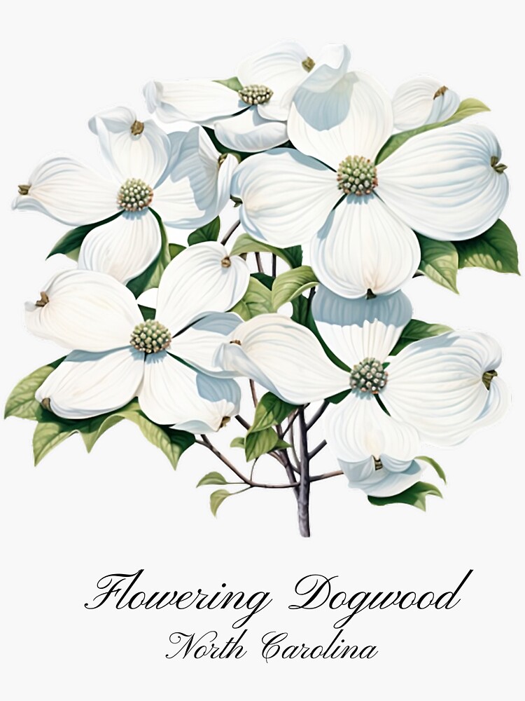 "North Carolina State Flower-Flowering Dogwood" Sticker for Sale by ...