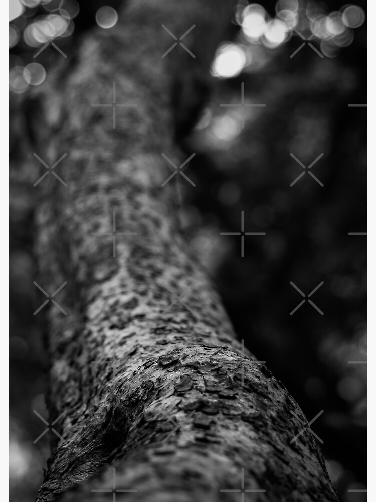 "Macro Textured Tree Trunk - Black And White Landscape Photography ...