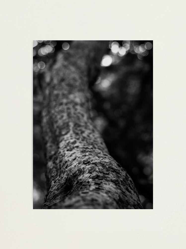 "Macro Textured Tree Trunk - Black And White Landscape Photography ...