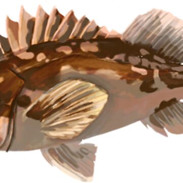 "Gopher Rockfish - Sebastes carnatus" Sticker for Sale by ...