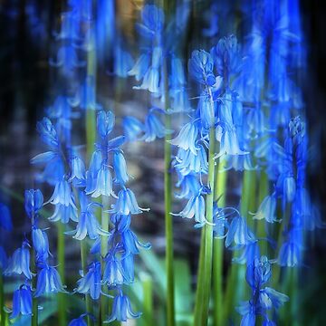 "2168 Blue bells" Sticker for Sale by Hans Kawitzki | Redbubble