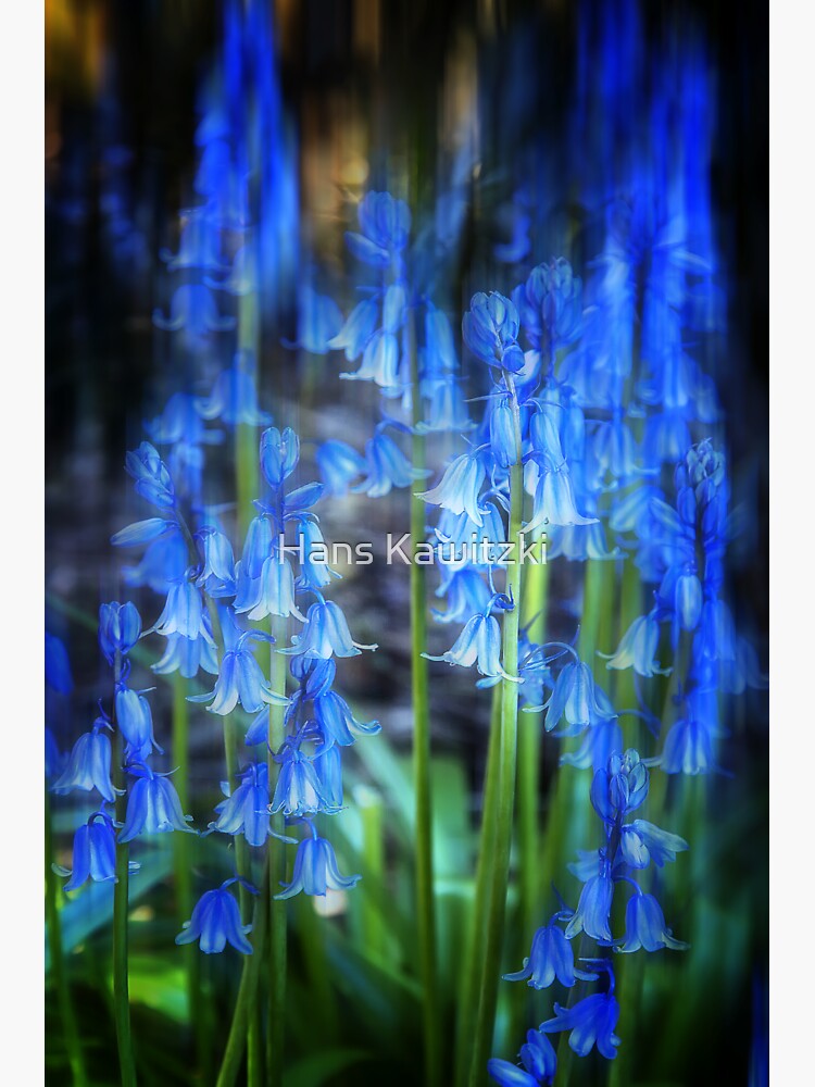 "2168 Blue bells" Sticker for Sale by Hans Kawitzki | Redbubble