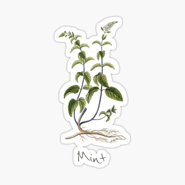 Home Décor Prints Wall Décor MINT Art Print & Sticker etna.com.pe