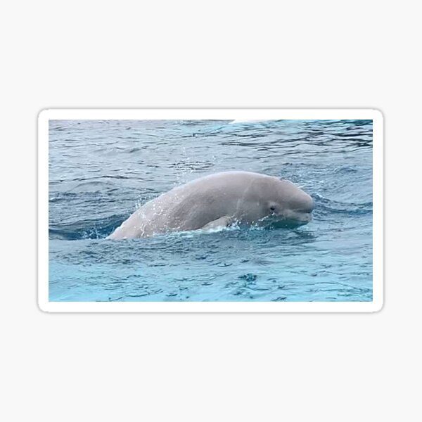 "Baby Beluga porpoise" Sticker for Sale by OrcinusArt | Redbubble