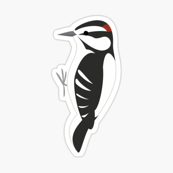 "Downy Woodpecker " Sticker for Sale by pdgsadbjlm76 | Redbubble