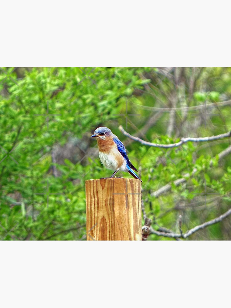 "Bluebird on a Fence Post" Sticker for Sale by FrankieCat | Redbubble