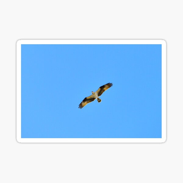 "Soaring" Sticker for Sale by Danny Key | Redbubble
