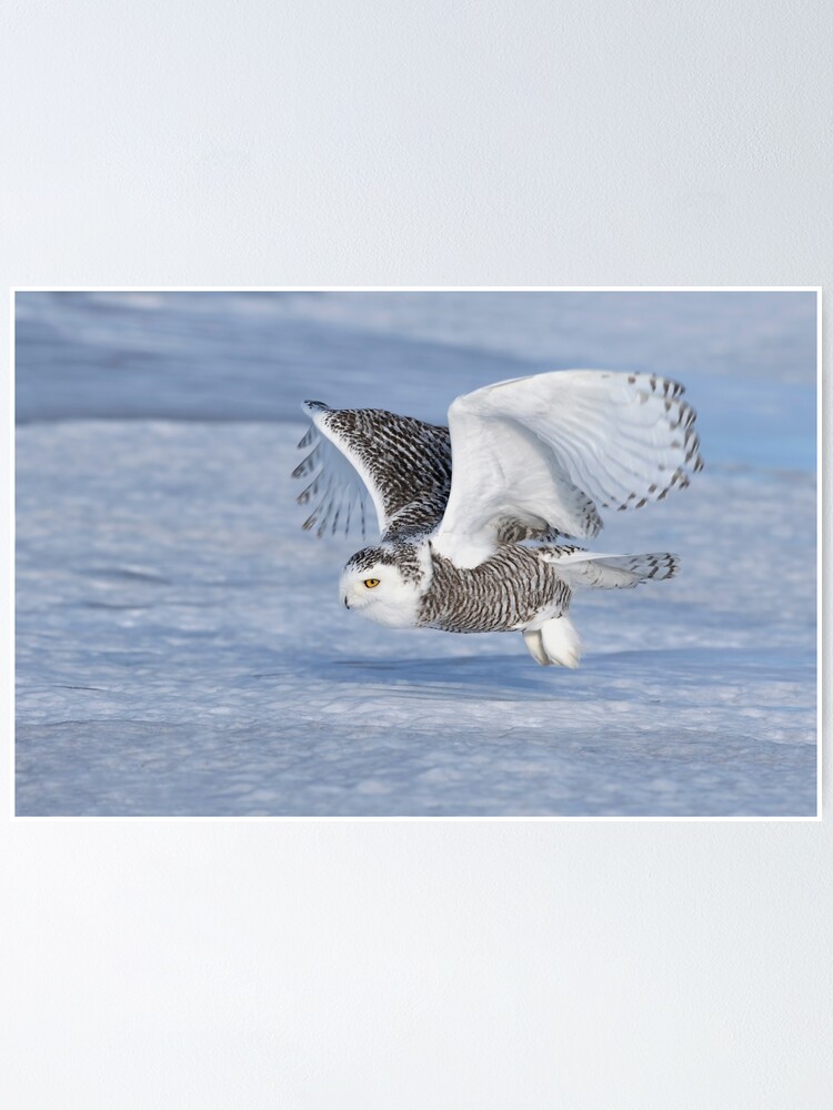 Poster « Harfang des neiges en vol », par darby8 | Redbubble