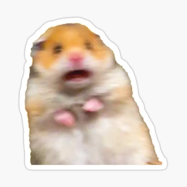 "Scared hamster meme" Sticker for Sale by sylveste-baldwi | Redbubble