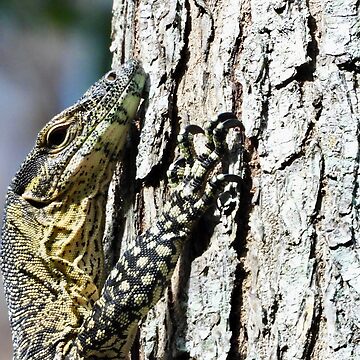 "Goanna monitor Lizard hugging a tree" Sticker for Sale by Mark ...