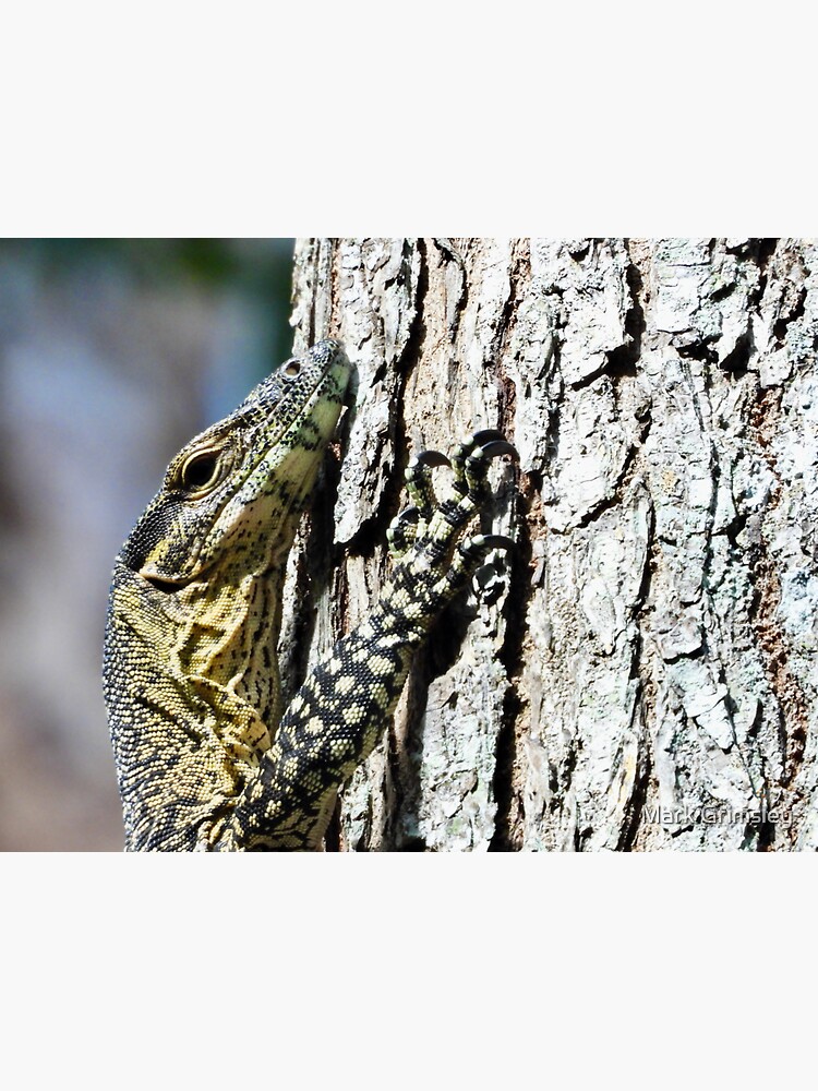 "Goanna monitor Lizard hugging a tree" Sticker for Sale by Mark ...