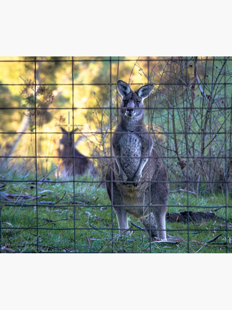 "Skippy at the Gate - Mount Alexander, Victoria" Mouse Pad for Sale by ...