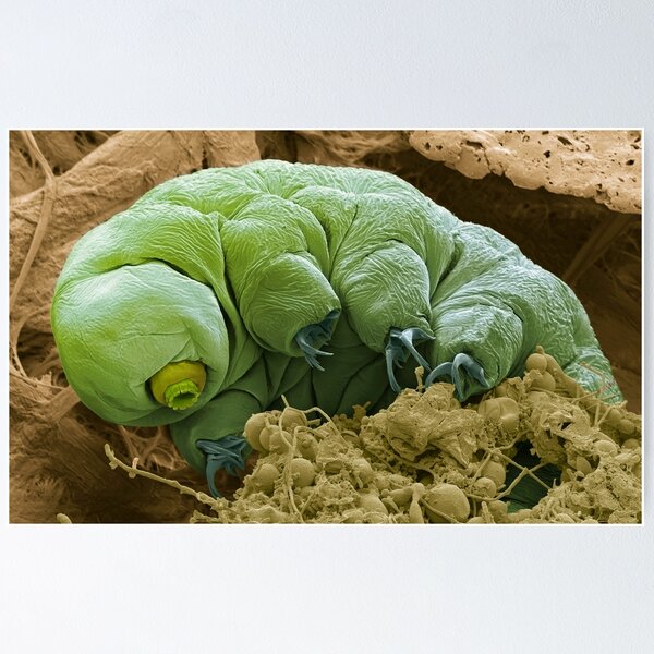 "Tardigrade, SEM (C046/0921)" Poster for Sale by SciencePhoto | Redbubble