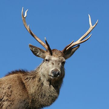"Stag Face" Sticker for Sale by beavo | Redbubble