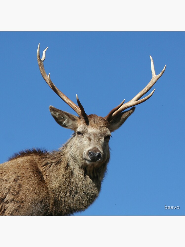 "Stag Face" Sticker for Sale by beavo | Redbubble