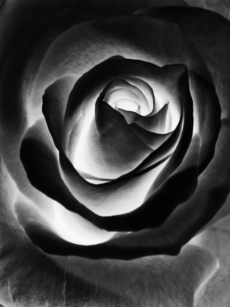 "High Contrast Black Rose" Sticker for Sale by robspencer | Redbubble