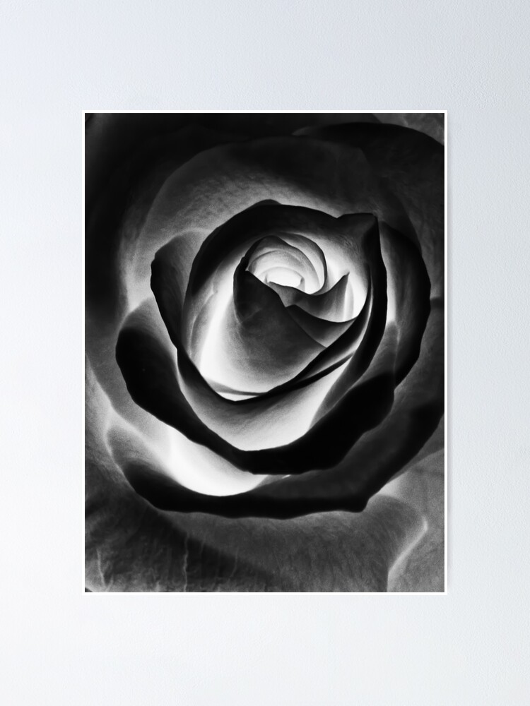 "High Contrast Black Rose" Poster for Sale by robspencer | Redbubble
