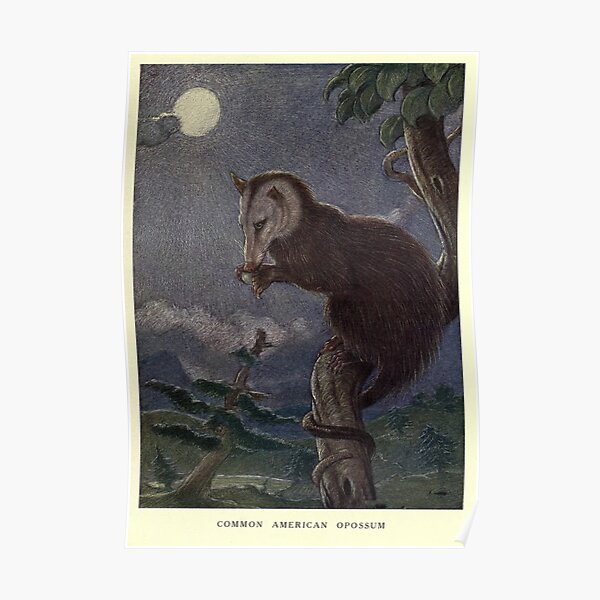 "Vintage Possum Painting (1909)" Poster for Sale by BravuraMedia ...