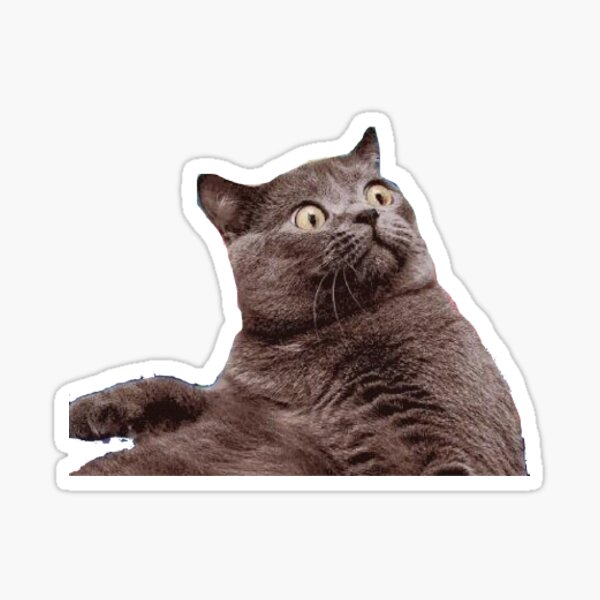 "Cat is Shookith " Sticker for Sale by fandomsense | Redbubble