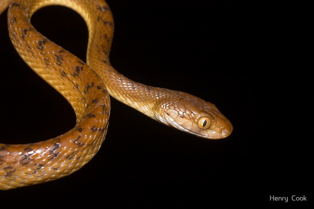 "Brown tree snake Boiga irregularis close up " by Henry Cook | Redbubble
