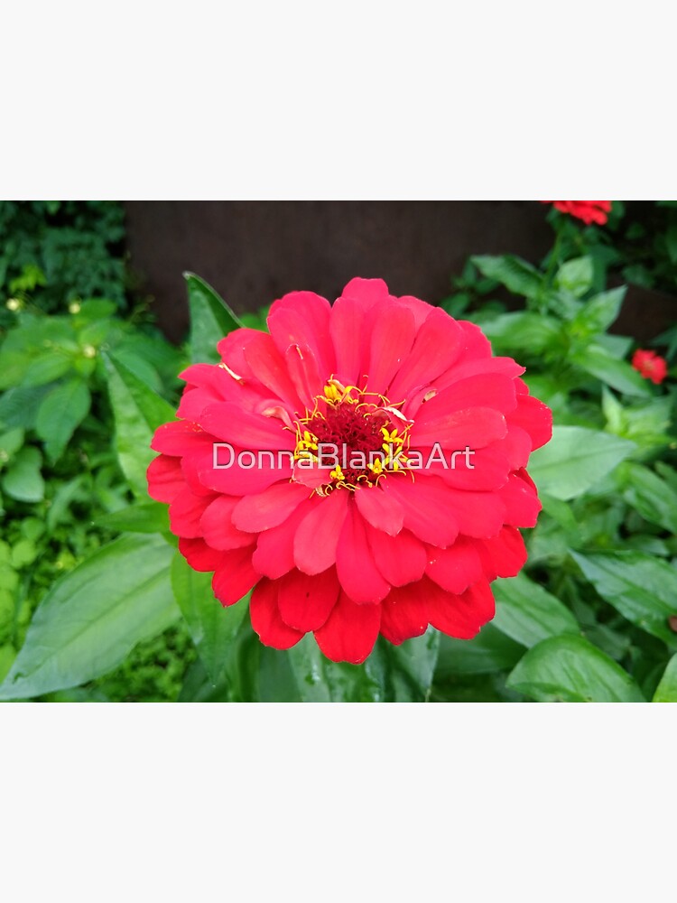 "red cynia" Sticker for Sale by Beladonna2021 | Redbubble