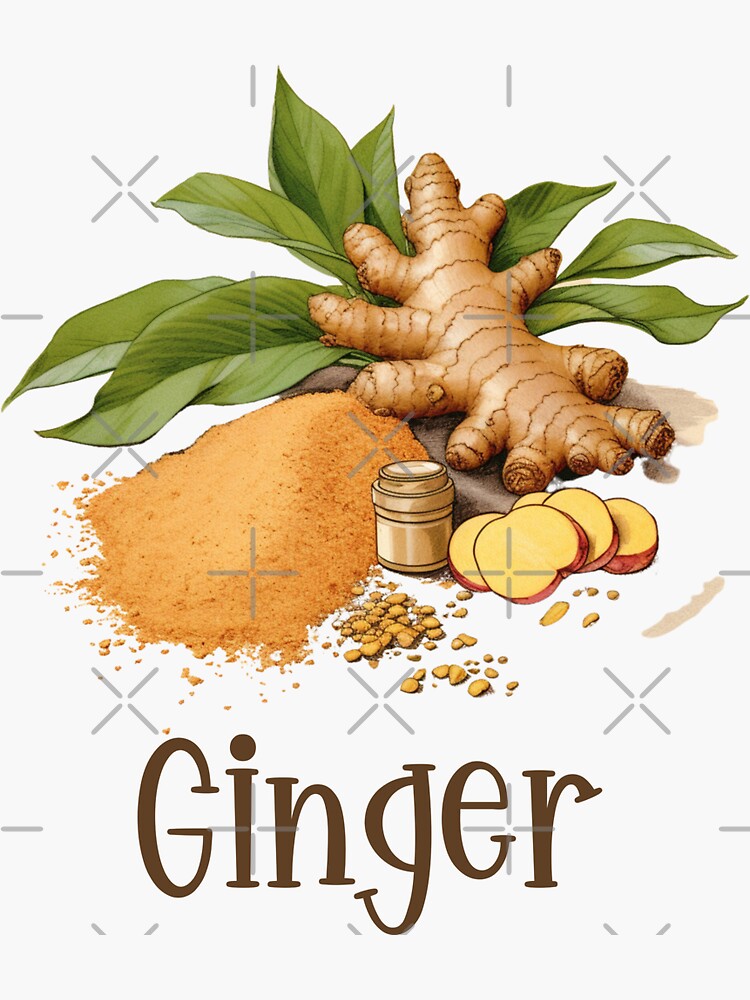 "Hand Drawn Illustration of Ginger" Sticker for Sale by Sketch-Shack ...