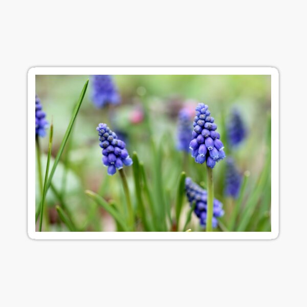 "Grape hyacinth" Sticker for Sale by cuprum | Redbubble