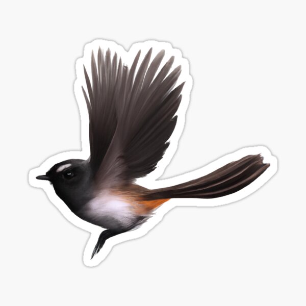 "Beautiful Fantail in flight - Version 2" Sticker for Sale by ...