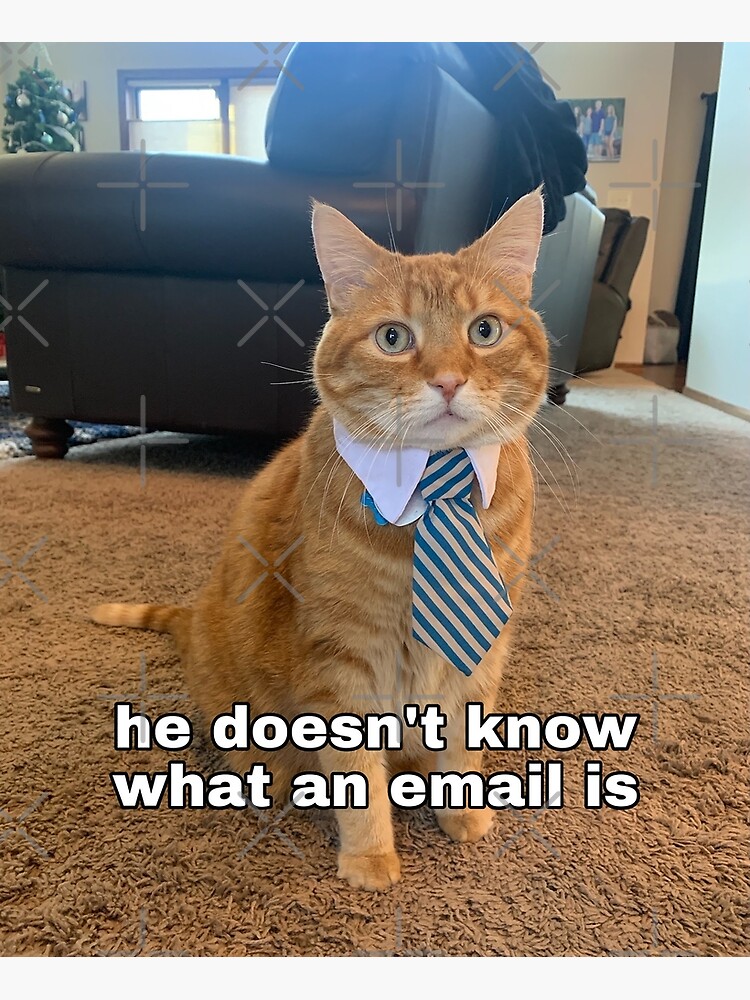 Cat Meme Email