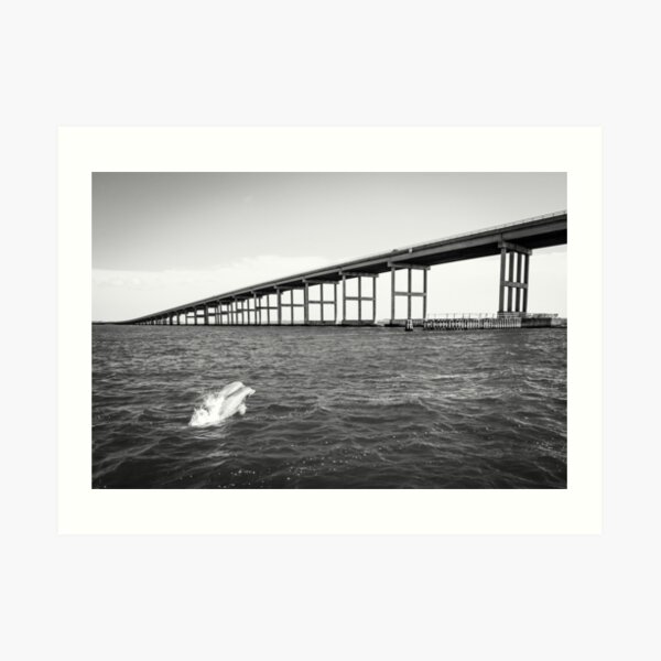 "Dancing Dolphins Beneath The Washington Baum Bridge In Black And White ...