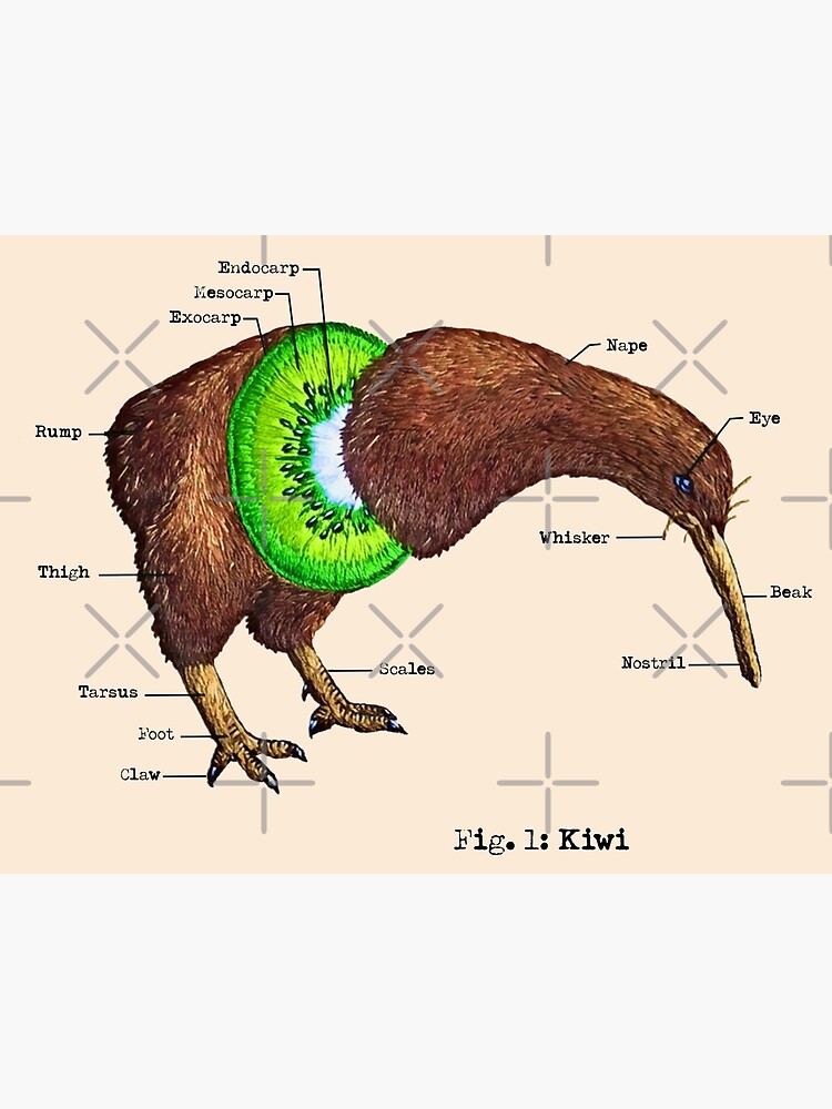 Kiwi Bird Anatomy